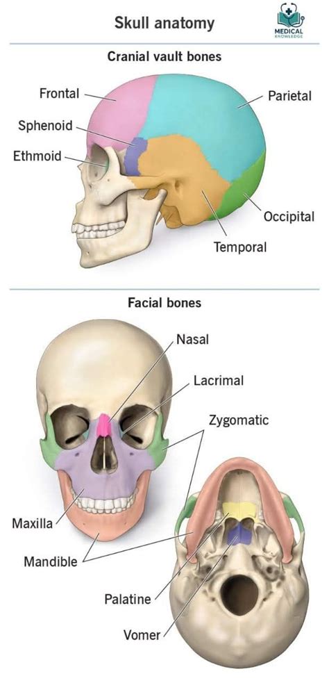 Basic Anatomy And Physiology 🧠 Anatomy Of The Skull Facebook