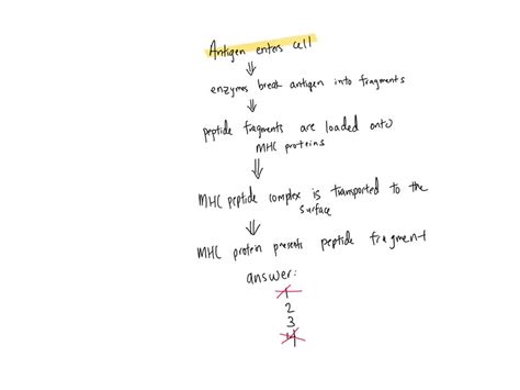 Solved The Correct Sequence Of Events In Antigen Presentation Is Mhc Protein Presents Peptide