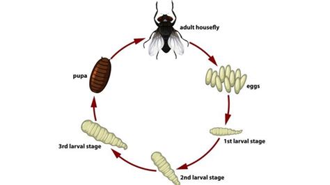Life Cycle Fruit Flies