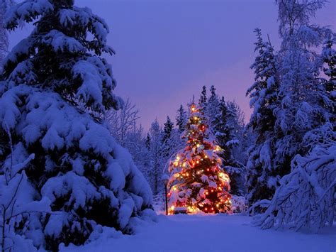 Pine Tree Christmas Snow Wallpapers Wallpaper Cave