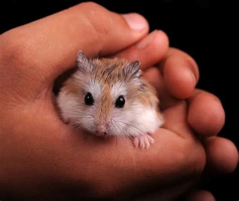 Cute Robo Dwarf Hamster