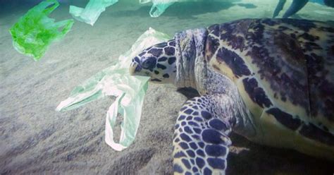 변비 걸린 바다거북 알고보니 비닐봉지 꿀꺽플라스틱 재앙