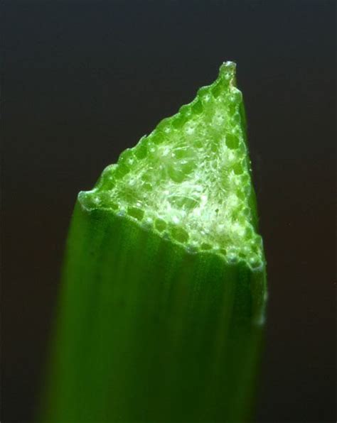 Sedges Have Edges Grasses Sedges And Rushes