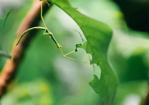 Stick Insect Behaviour Animalbehaviorcorner