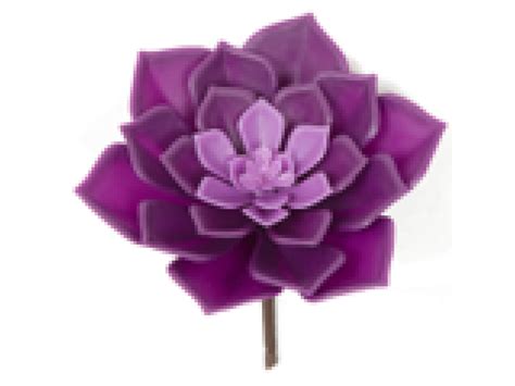 7 Polyblend Echeveria