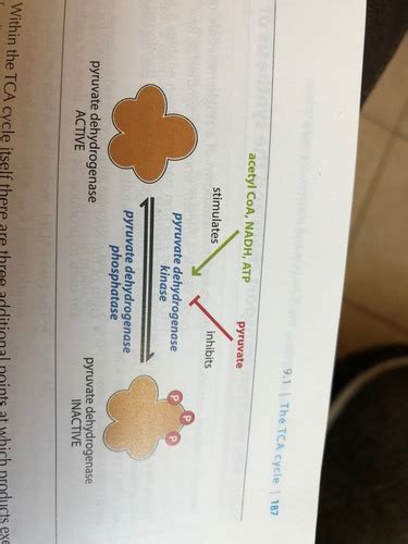 Ch 9 Biochem Flashcards Quizlet