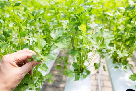 Helpful Tips And Tricks On How To Grow Hydroponic Herbs