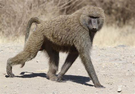 Olive Baboon Olive Baboon Papio Anubis Awash National Pa Flickr