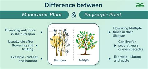 Difference Between Monocarpic And Polycarpic Plants Geeksforgeeks