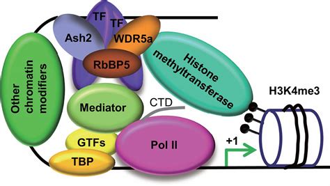 Transcription Factor Interaction With Compass Like Complex Regulates Histone H3k4 Trimethylation