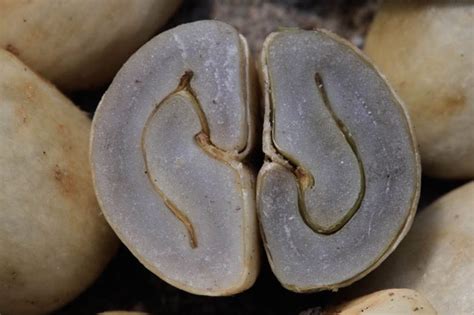 Sumatran Coffee Processing Why You Should Know Giling Basah Sweet