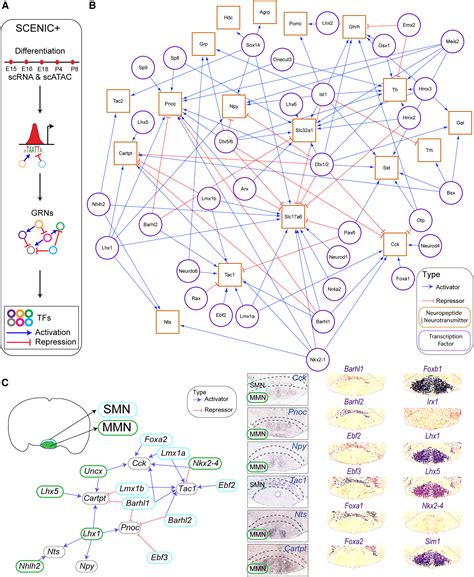 Decoding Gene Networks Controlling Hypothalamic And Prethalamic Neuron