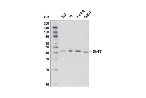 Sirtuin Antibody Sampler Kit Cell Signaling Technology