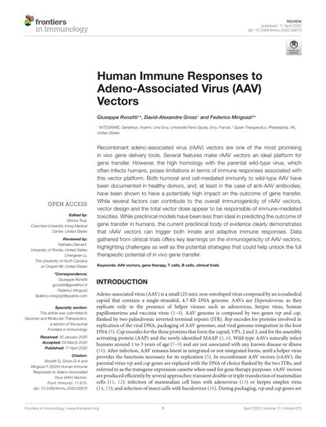 Pdf Human Immune Responses To Adeno Associated Virus Aav Vectors