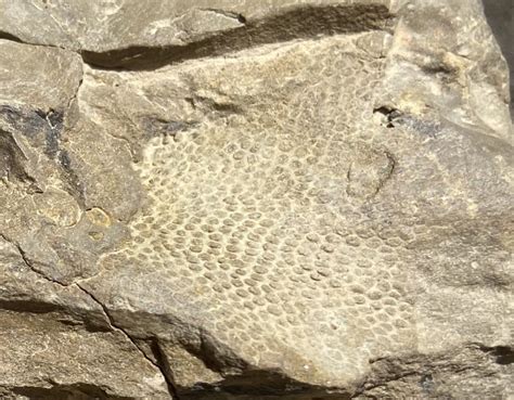 Help With Devonian Fossils Fossil Id The Fossil Forum