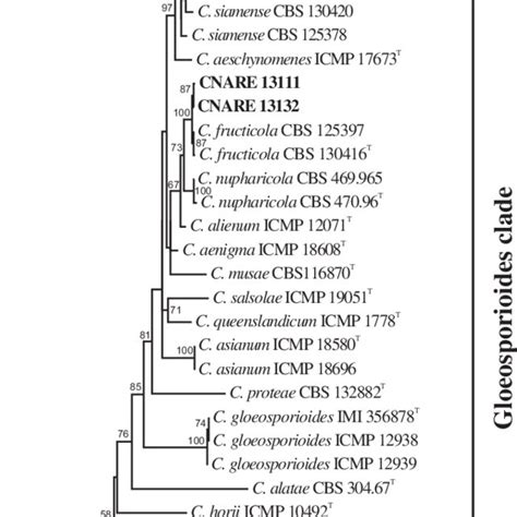 Maximum Likelihood Phylogenetic Tree Based On The Concatenated Dataset