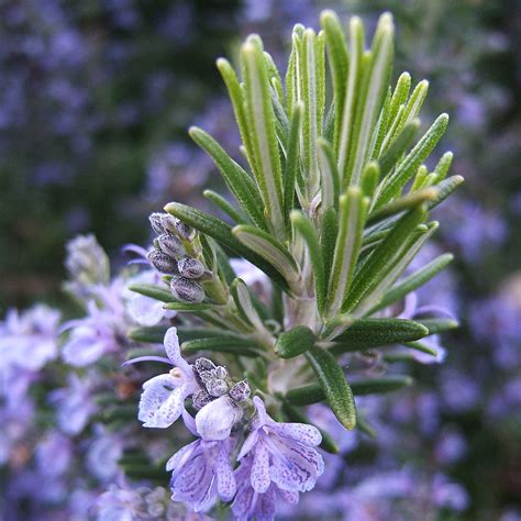 Rosemary Rosmarinus Officinalis Village Herbals