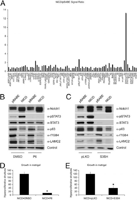 Nicd Induced Hyperproliferative Response Requires Stat3 Activation A