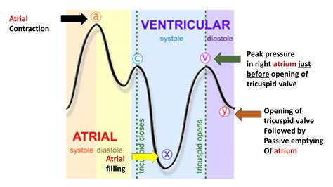 Jugular Venous Pulse Waveforms And Explanations Youtube Emmanuel Bhaskar Music Distribution