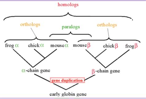 Evolution Exam 3 Flashcards Quizlet
