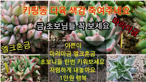 1월5일 초보님들 엘크혼금 마리아금 1만원부터 키워보실까요 넘 이쁜 금다육입니다다육 다육이 금다육 다육이키우기 Youtube