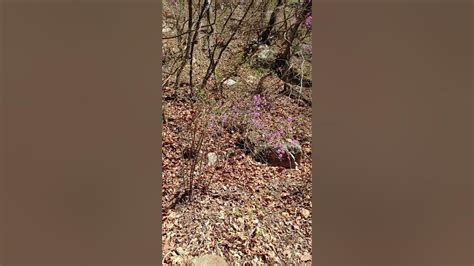 봄이 오면 산에 들에 진달래 피네 올 봄에 좋은 일이 가득하시길 기원합니다 Youtube