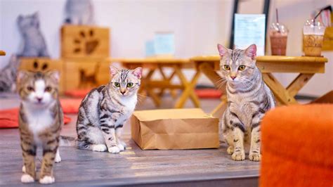 5 Cat Cafes In Tokyo The Purr Fect Companion