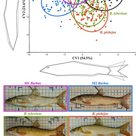 Canonical Variate Analysis Cva Output Of The Body Shape Comparison Download Scientific