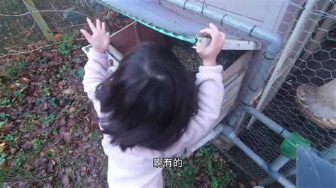 后院养鸡】冬天鸡蛋减产，成长周记 第94周 Youtube