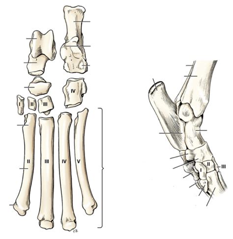Tarsuspes Bones Diagram Quizlet