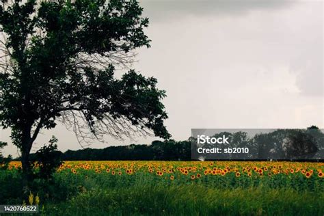 해바라기 밭 녹색 숲 키 큰 풀과 푸른 하늘을 배경으로 한 큰 나무 아래에 많은 노란 해바라기 시골의 농업 아름다운 자연 경관