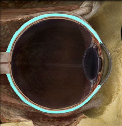 Anatomy Lab Quiz 4 Eye Flashcards Quizlet