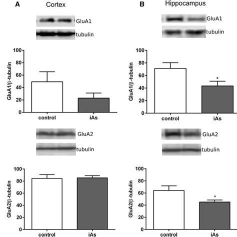 Ampa Subunit Glua1 And Glua2 Expression In The Cortex And Hippocampus Download Scientific
