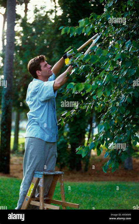 Side Profile Of A Mid Adult Man Pruning A Tree Stock Photo Alamy