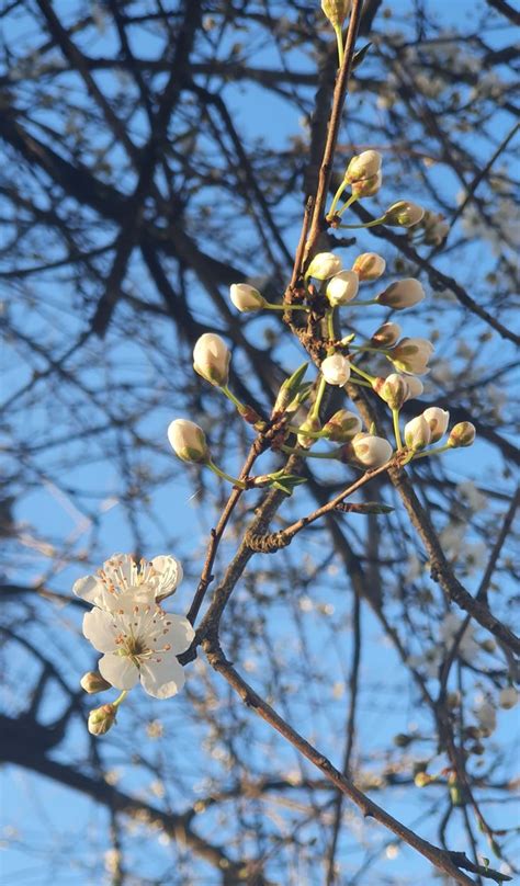 Young Flower In Spring