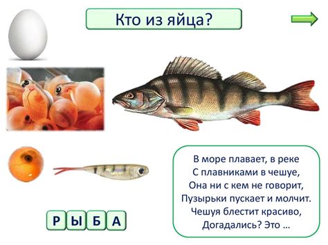 Кто из яйца? Интерактивная игра - презентация онлайн