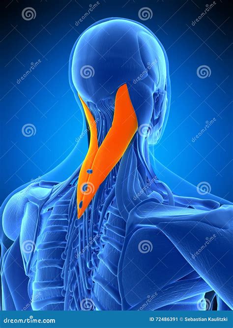 Splenius Capitis And Cervicis Muscle Location In Human Neck Outline