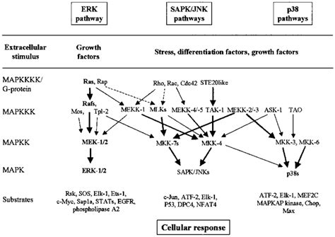 The Best Characterized Mapk Modules Are The Erk Pathway The Sapkjnk Download Scientific