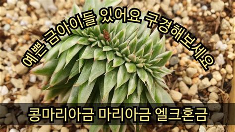 8월 27일 오늘도 예쁜 아이들 소개시켜드려요~ 다육 다육식물 다육이 다육이금 금다육 마리아금 Youtube