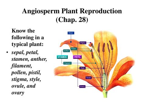 PPT Angiosperm Plant Reproduction Chap PowerPoint Presentation ID