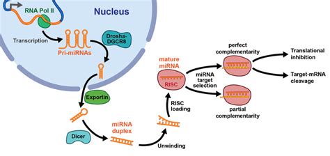 Biogenesis And Function Of Micrornas See Text Risc Rna Induced