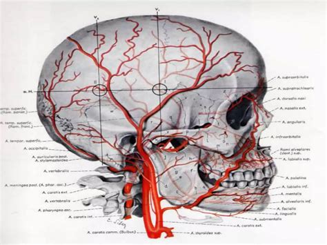 Scalp Incision And Blood Supply Pptx