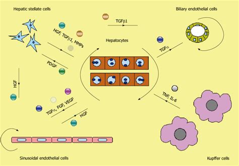 Molecule Mediated Liver Regeneration Through Interactions Between