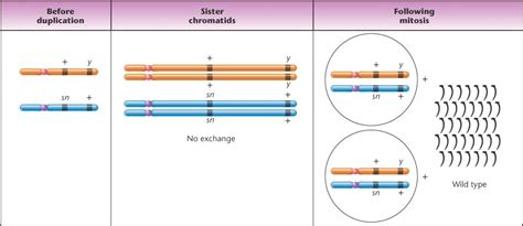 Mitoticrecombinationhtml 0516 Mitoticrecombination