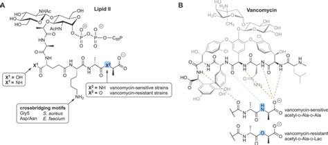 A Structures Of Lipid Ii Found In Vancomycin Sensitive And Resistant