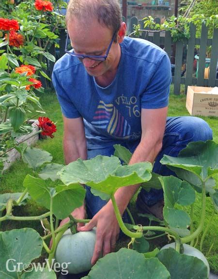 3 Squashes Every Gardener Needs To Grow