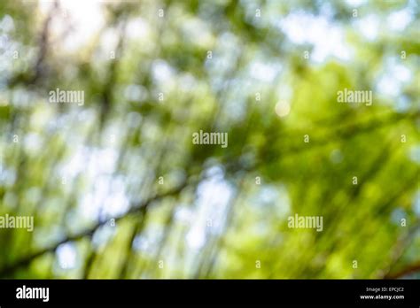 Bokeh Blur From Natural Tree For Texture Background Stock Photo Alamy