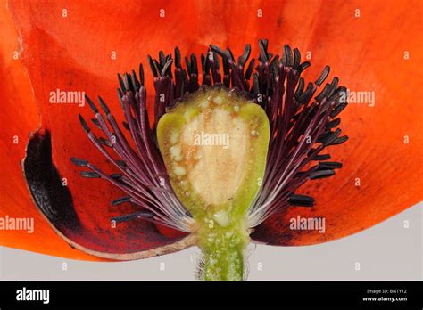 Section Through Flowering Parts Of An Oriental Poppy Papaver