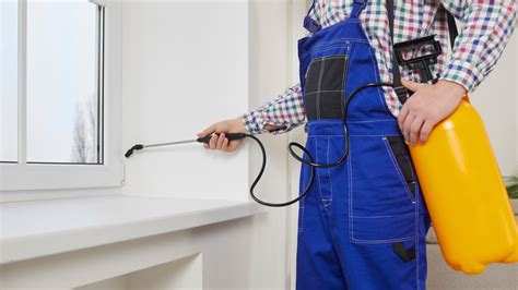 How Often Should You Spray Your Home For Spiders