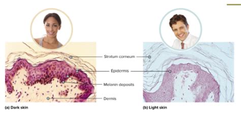 CH The Integumentary System Flashcards Quizlet